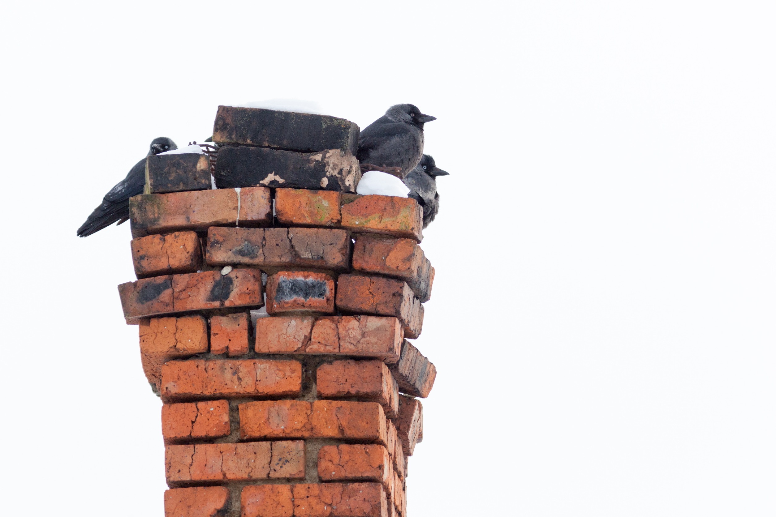 Tra leggenda e tradizione contadina: i giorni della merla |Elior.it